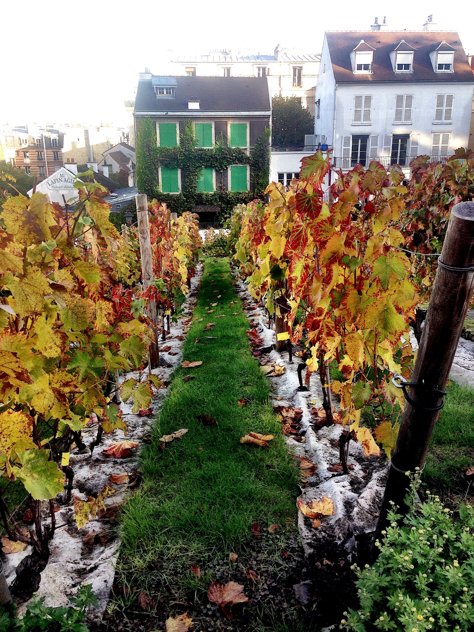Vineyards at the gates of Paris ? Yes ! ~ Part 1. - Bacchus Global