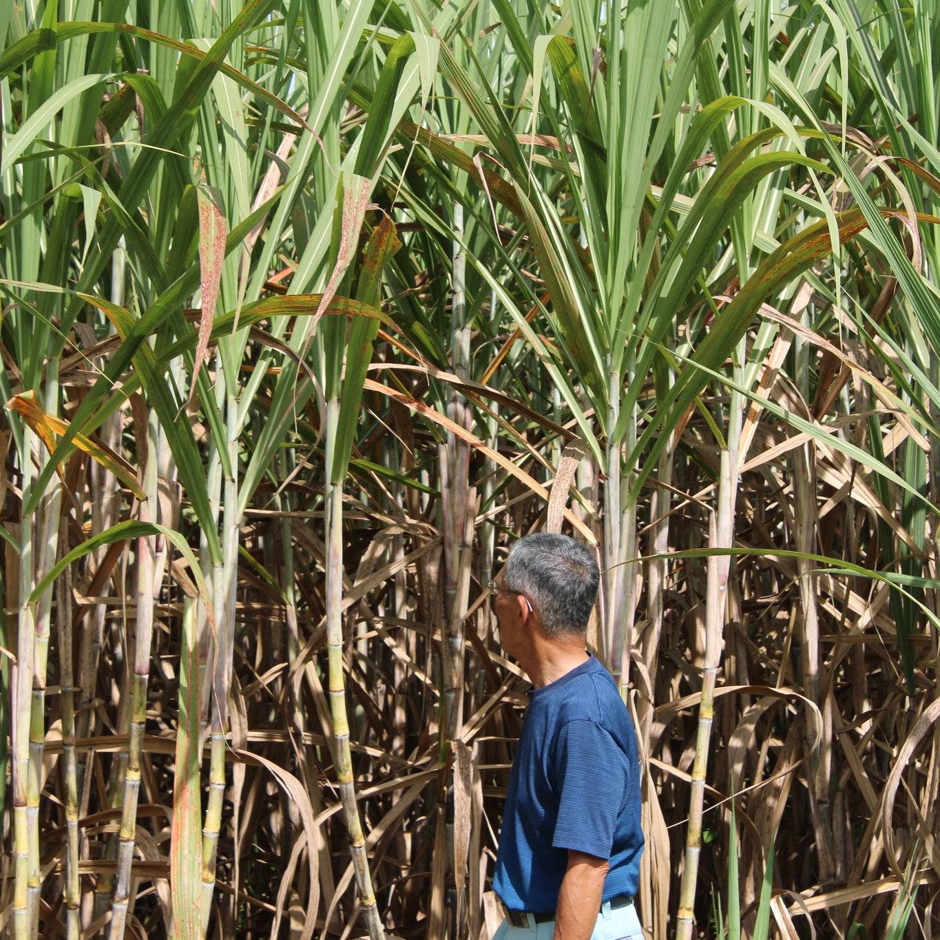 LAODI - Bacchus Global